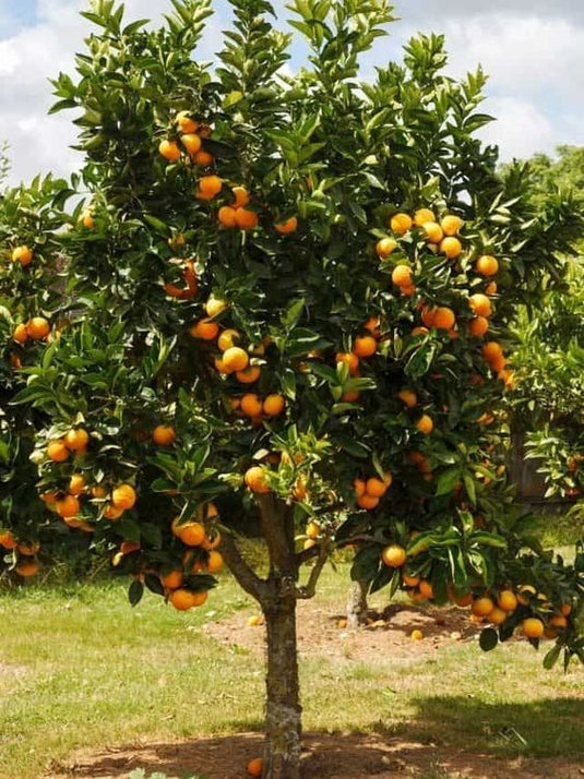 About us – Flavor King Farms