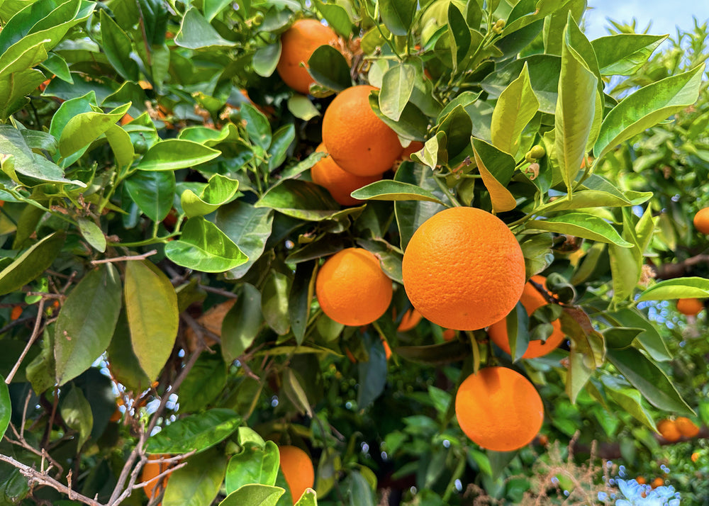 Products – Flavor King Farms